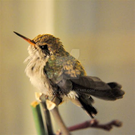 BABY COLIBRI II by cmgrafico on DeviantArt