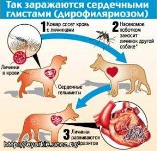 Дирофиляриоз