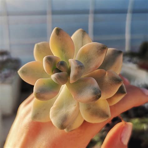 Graptoveria ‘Titubans’ f. variegata - Giromagi Cactus and Succulents