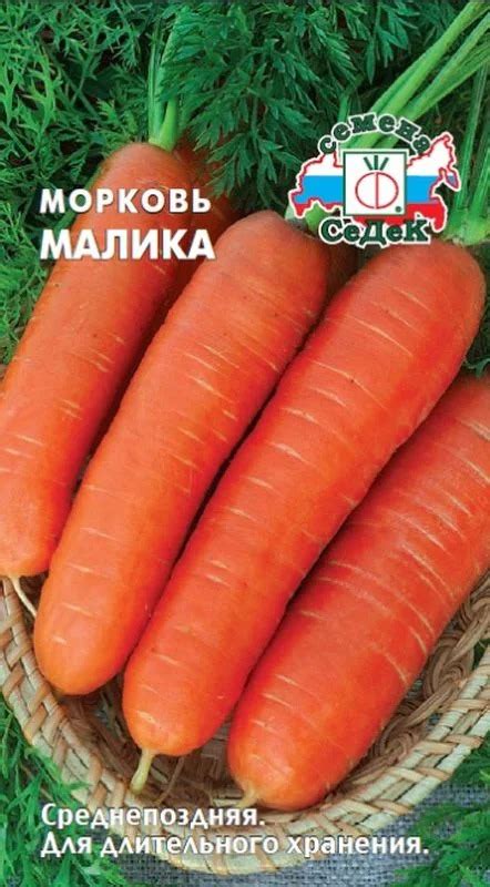 Морковь Малика: описание и характеристики сорта, правила посадки и ...