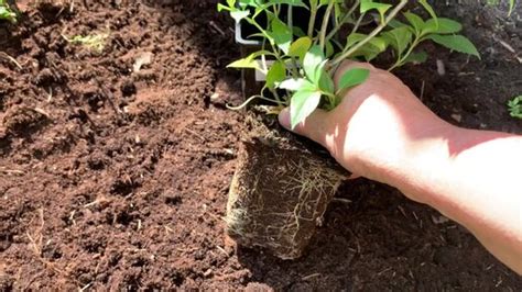 Особенности осенней посадки метельчатых гортензий в открытый грунт ...