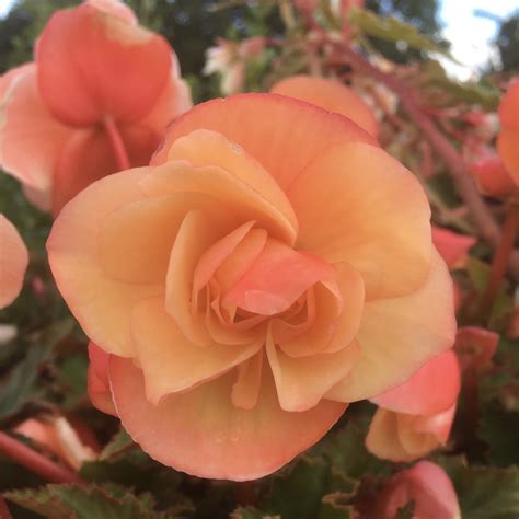 Begonia 'Illumination Apricot' - Harley Nursery
