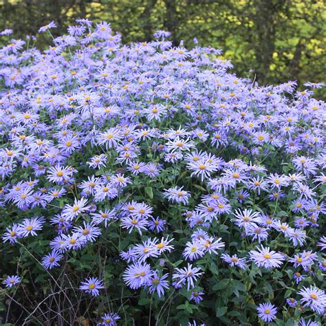 Buy aster Aster × frikartii 'Monch': Delivery by Waitrose Garden in ...