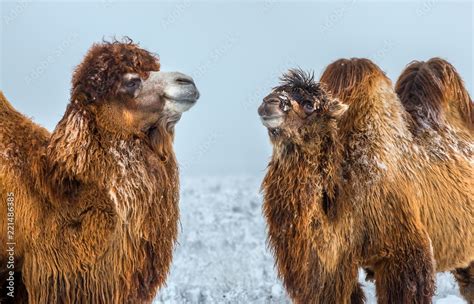 Portrait of a camel. Camels in the winter Stavropol steppe. Pets in the ...