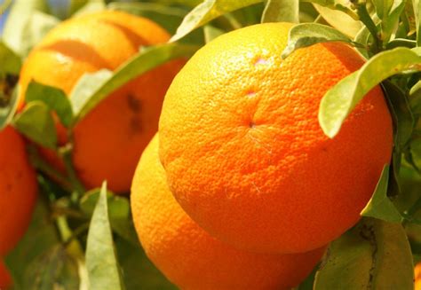 Orange - Ayurvedic Diet & Recipes