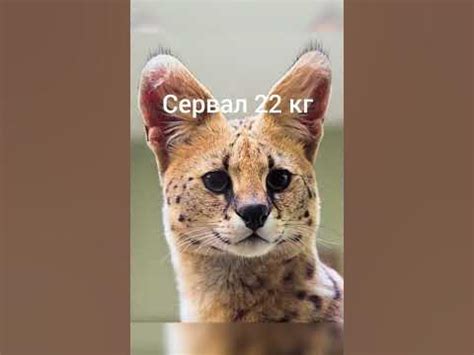 Вес животных #shorts - YouTube
