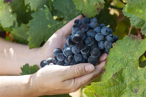 Herdade da Ajuda – Vinha e Produção do Vinho