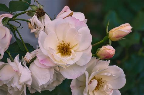 Rose Blossom Bloom - Free photo on Pixabay - Pixabay