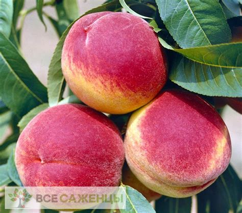 Цена на Персик Санкрест - купить саженцы