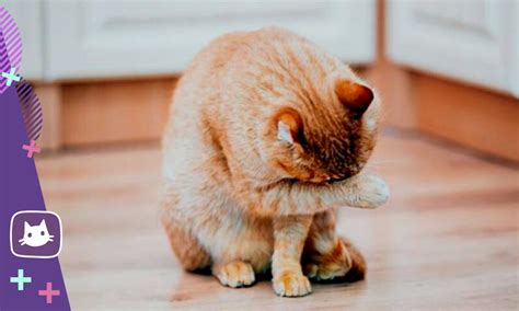 😿Кошка плачет: почему у питомца могут слезиться глаза – Telegraph