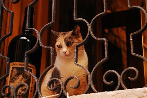 Что делать, если кошка выпала из окна. Совет