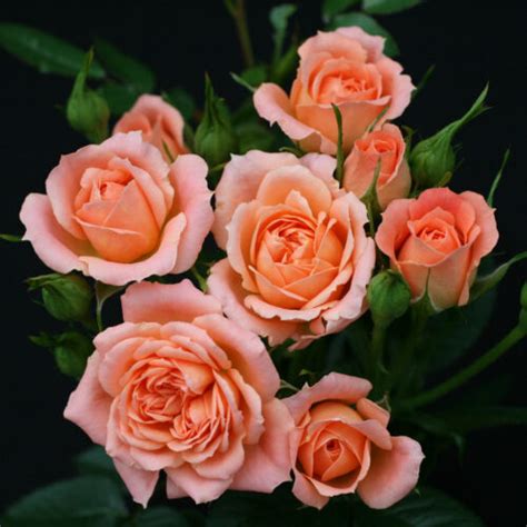 Sweet Dream | Roses' Name