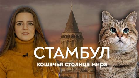 Почему в Турции так много котов? - YouTube