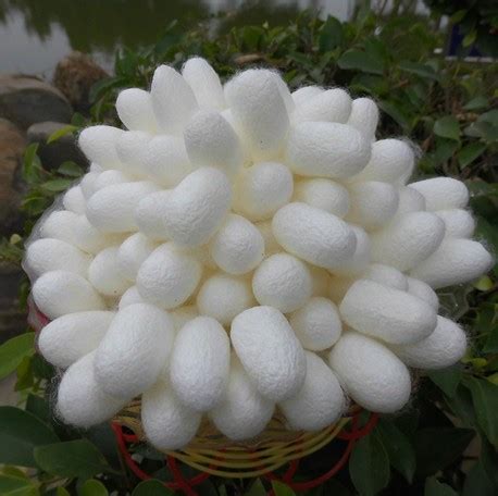 Коконы шелкопряда Aliexpress 50pcs/lot Fresh Natural silkworm cocoons ...