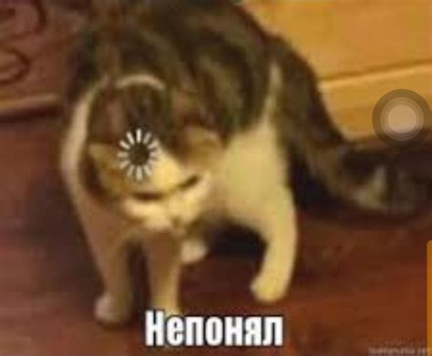 Создать мем "кот с загрузкой на голове, котики, кот с загрузкой ...