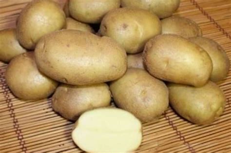 Картофель Любимец – описание сорта, вкусовые качества, фото, отзывы