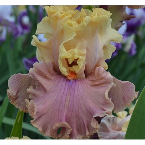 Riversdale irises - Glamazon