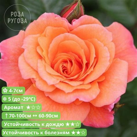 Питомник Роза Ругоза - Роза спрей Келли (Kelly) | Interplant Нидерланды