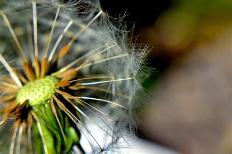 Dandelion Fluff Free Stock Photo - Public Domain Pictures