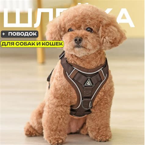 Шлейка для собак мелких и средних пород купить на OZON по низкой цене ...