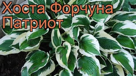 Хоста форчуна Патриот (hosta fortunei patriot) 🌿 Патриот обзор: как ...