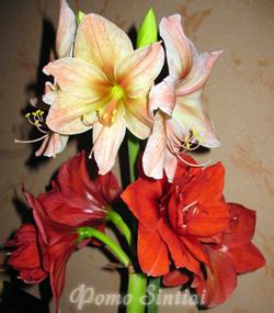 Амариллисовые Amaryllidaceae - уход в домашних условиях