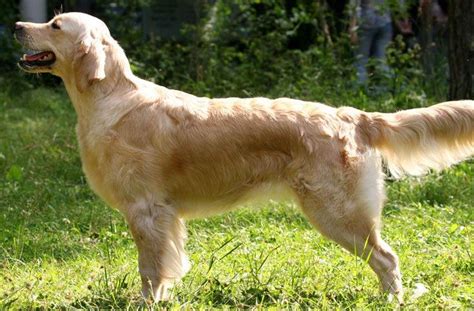 金毛尋回犬 / 黃金獵犬 / Golden Retriever | Zone One Zone - 寵物推介