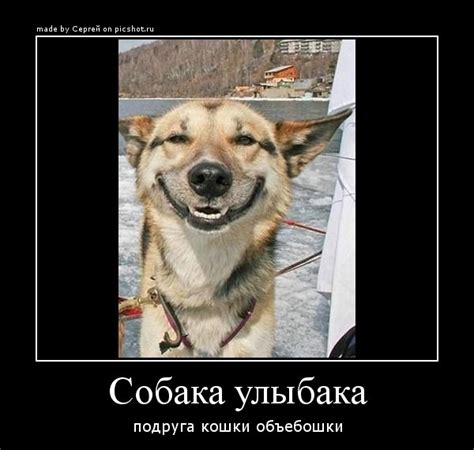 СиКи-ПиКи | ВКонтакте