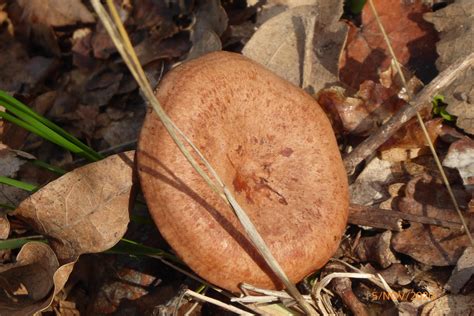 Млечник дубовый (Lactarius quietus) фото и описание