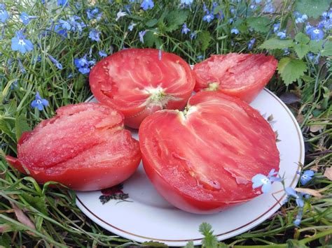 Томаты Бычье сердце Каваллино Порти - купить семена, описание и ...