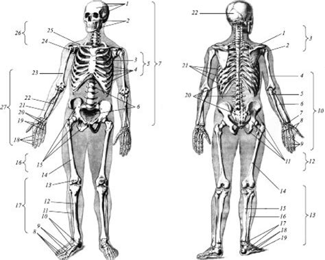 УЧЕНИЕ О КОСТЯХ (ОСТЕОЛОГИЯ), ФУНКЦИИ КОСТЕЙ - Пластическая анатомия