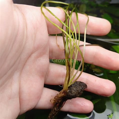 Aponogeton Natans Bulb – Glass Grown Aquatics