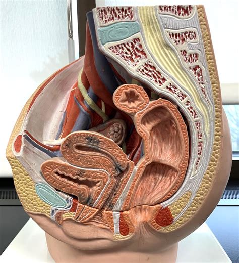 Female Reproduction System Diagram | Quizlet
