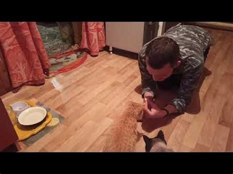 Кот Рыжик и кусочек сыра - YouTube