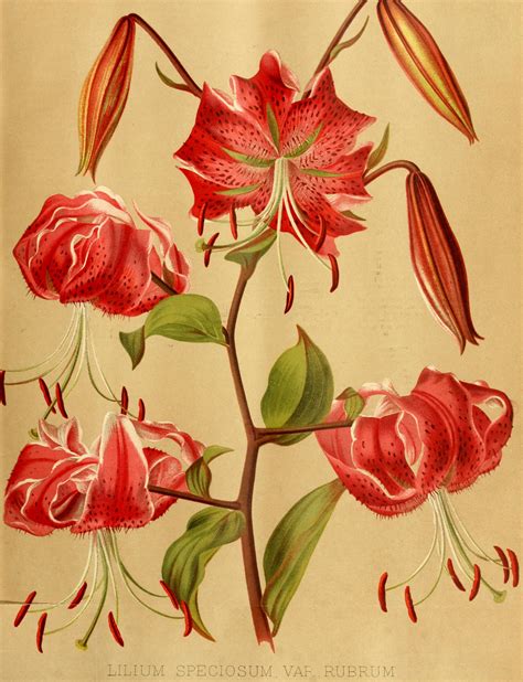 Lilium speciosum var. rubrum - circa 1889 Orchid Tree, Family ...