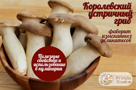Устричный гриб – изысканный деликатес с пользой для здоровья