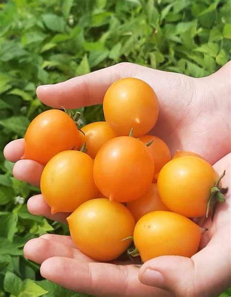 'Pendulina Orange' - (Non-GMO) - Cherry Tomato Seeds - 100mg