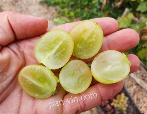 Кишмиш Титан — pan-vin.com