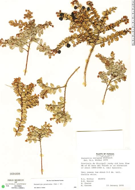Pernettya prostrata | Rapid Reference | The Field Museum