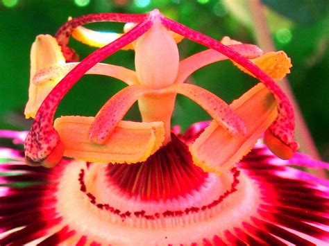 The story of the Passion Flower - Flower Press