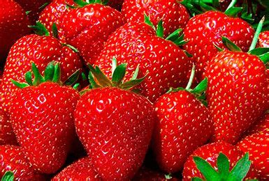 На фото: ягоды клубники Клери | Strawberry plants, Strawberry, Growing ...