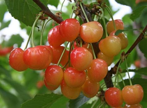 Компот из черешни на зиму | Растения, Черешня, Посадка