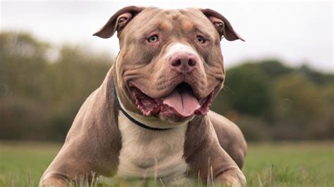 XL Bully dogs to be banned in England & Wales | News UK Video News ...
