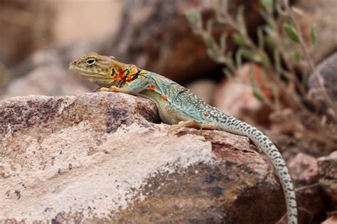 Download Red Spotted Eastern Collared Lizard Wallpaper | Wallpapers.com