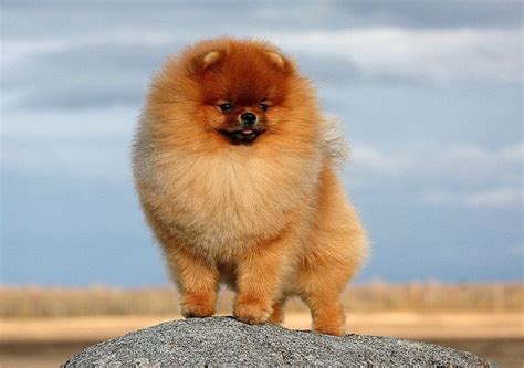 Le Spitz: une race populaire, comment en prendre soin