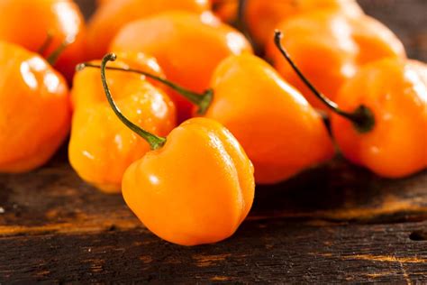 How to Grow Habanero Peppers from Seed: A Step-by-Step Planting Guide ...