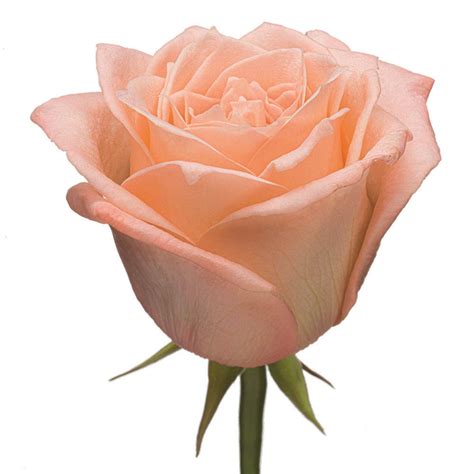 Одноголовые - Каталог роз - Каталог - roseline8.make.inspiro.su
