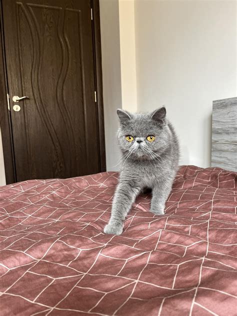 Персийски, екзотични, котета, котенца, котки гр. Сливен Речица • OLX.bg