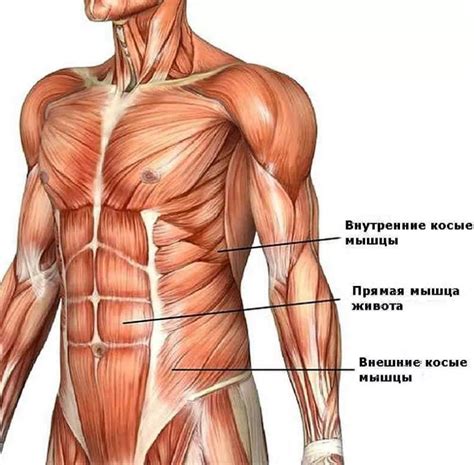 Упражнения на пресс