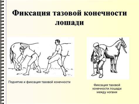 Фиксация и обездвиживание животных - презентация онлайн